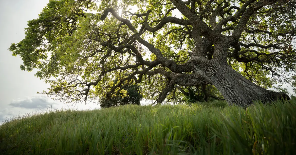 Stories Of Impact Human Centered Artificial Intelligence Stanford